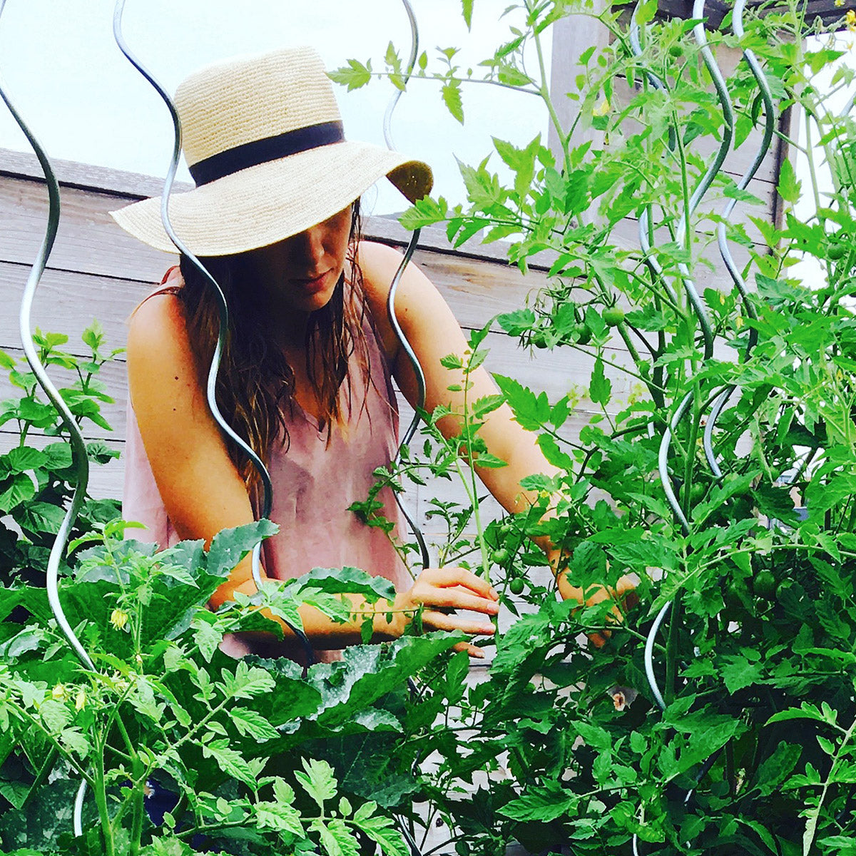 tips and tricks to growing 3 easy herbs | The Wildcraft Journal - Wildcraft